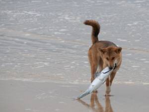 Dingo australijski - opis, wygląd, występowanie