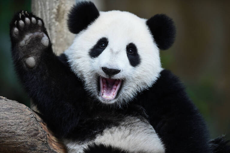 Panda wielka – opis, występowanie, zdjęcia i ciekawostki