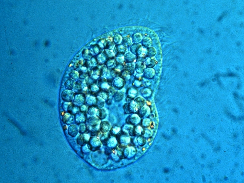 MARINE CILIA. The cilia-covered ciliate Mesodinium chamaeleon