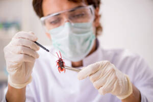 What does an entomologist do? What does an entomologist's job involve?