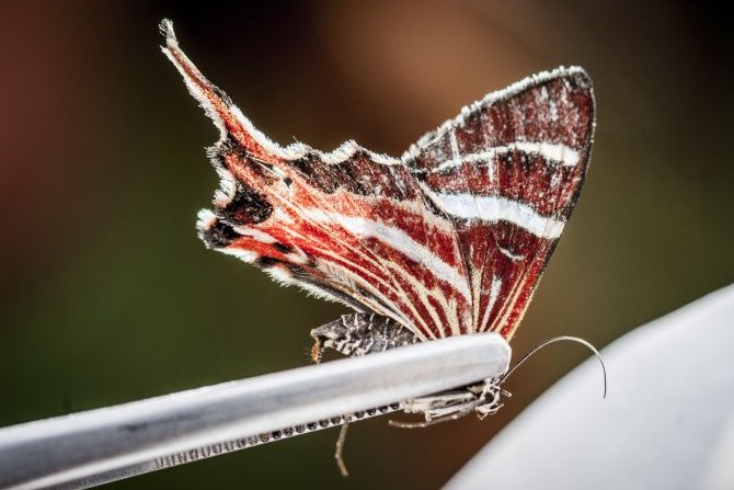 WENEZUELA. NOWY GATUNEK MOTYLA.„Erateina sprytna dziewczyna”