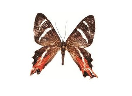 WENEZUELA. NOWY GATUNEK MOTYLA.„Erateina sprytna dziewczyna”