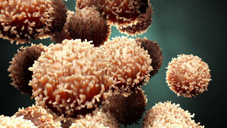 Lymphocytes – properties, action and use of lymphocytes | ekologia.pl