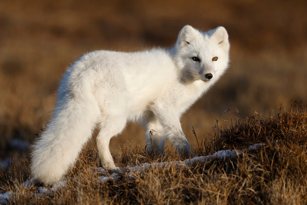 Lis Polarny Opis Wygl d Wyst powanie Lis Polarny Opis Wygl d Wyst powanie